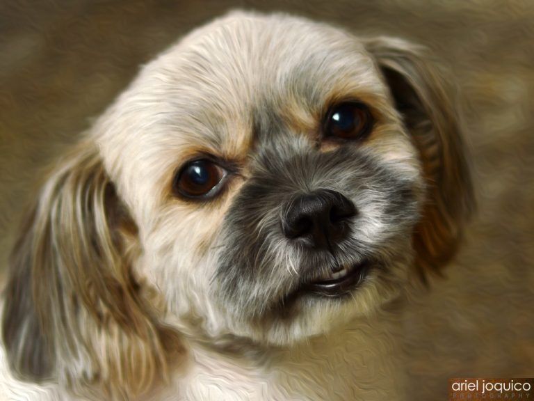 DILG: Atong Ang may be in Cambodia; passport cancellation sought ...